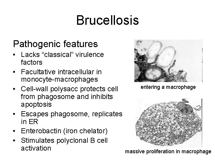 Bacterial Diseases of Wildlife Tularemia Brucellosis Lyme borreliosis