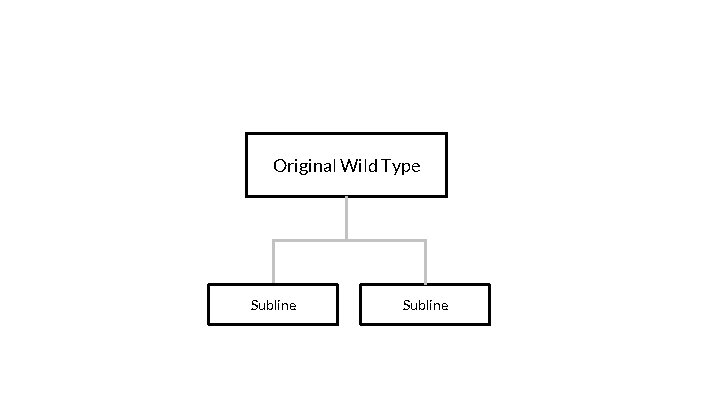 Effects of Evolution on Laboratory Sublines of Myxococcus