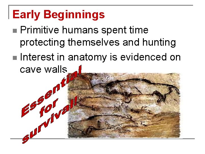 History and Anatomy Early Beginnings Primitive humans spent