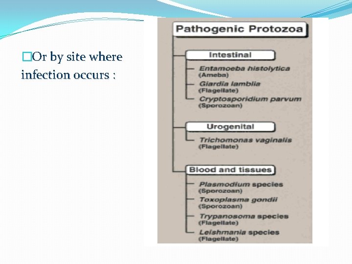 PROTOZOA AMOEBA Protozoa The protozoa are a diverse