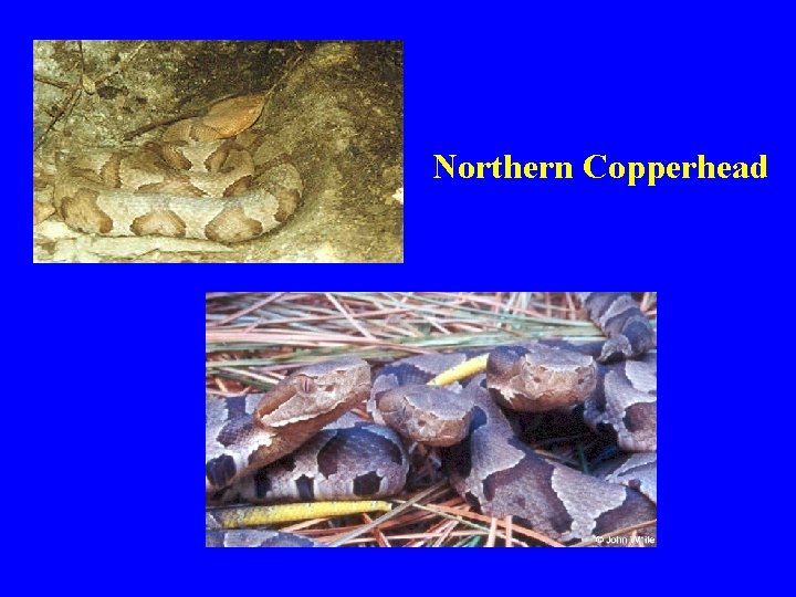 Prevention Tips in Field Normally not aggressive but