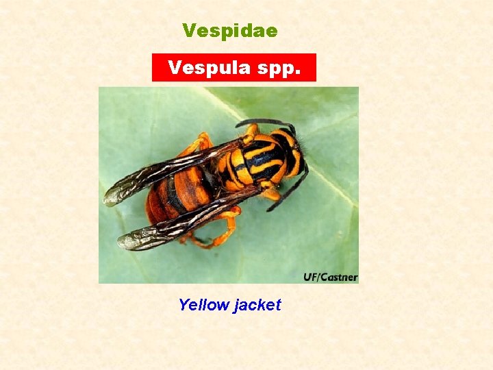 IN THE NAME OF GOD BEE VENOM ALLERGY