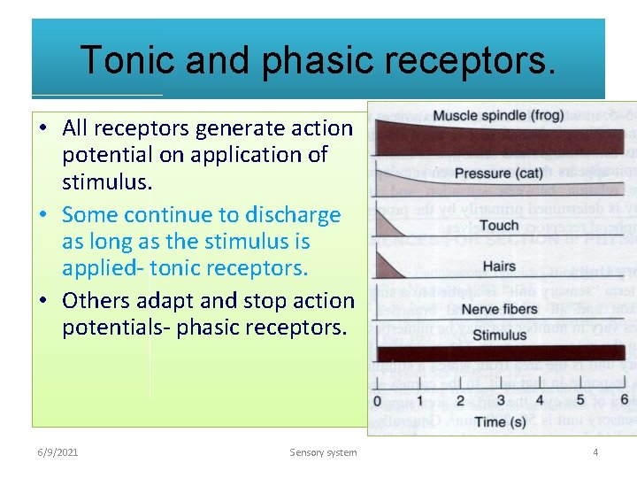 Sensory System Prof K Sivapalan Receptor Mechanism Receptor