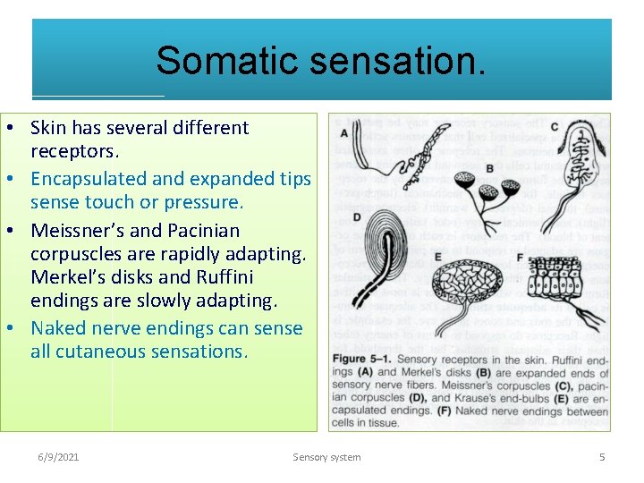 Sensory System Prof K Sivapalan Receptor Mechanism Receptor