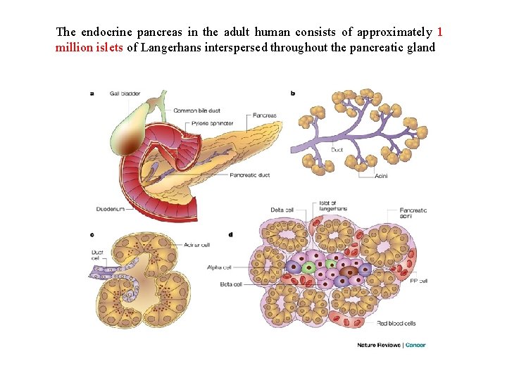 Pancreatic Hormones Antidiabetic Drugs Introduction The pancreas is