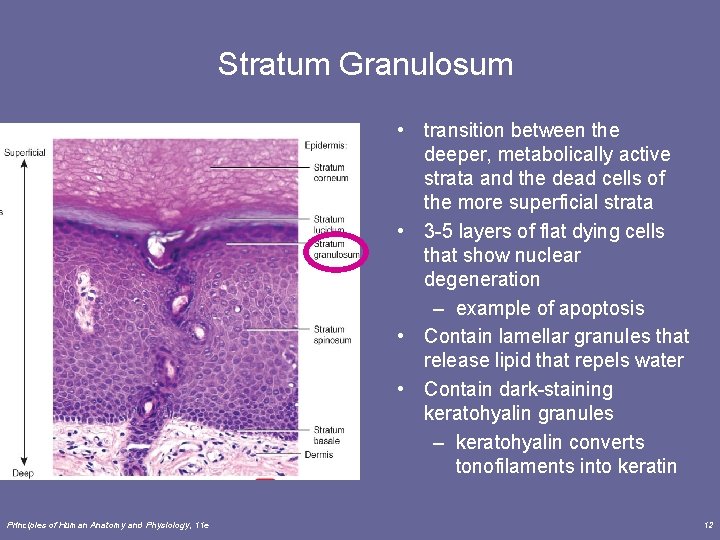 Chapter 5 The Integumentary System Lecture Outline Principles