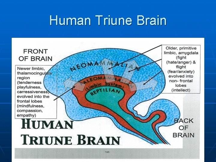 UNDERSTANDING YOUR BRAIN NERVOUS SYSTEM Ocean Park Natural