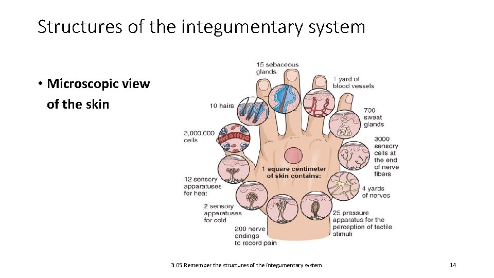 3 05 Remember the structures of the Integumentary