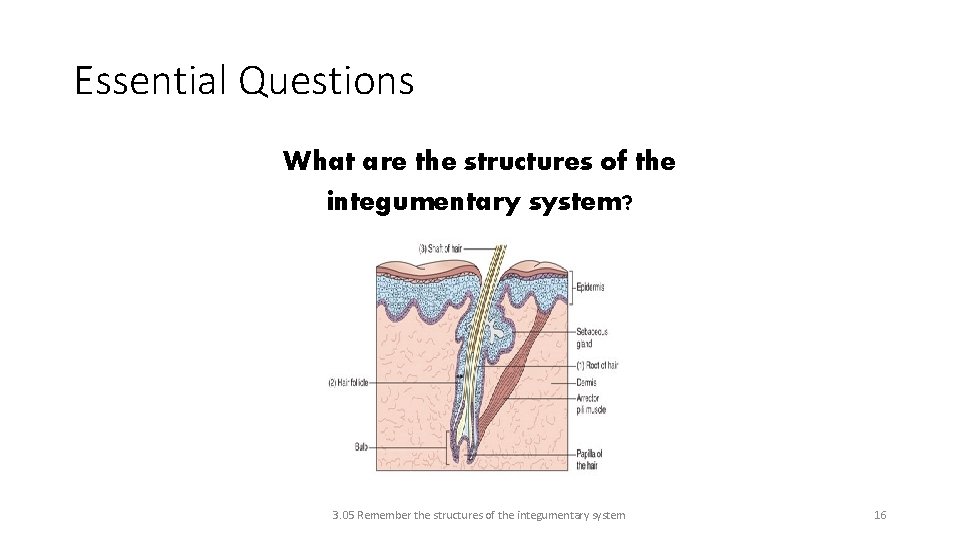3 05 Remember the structures of the Integumentary