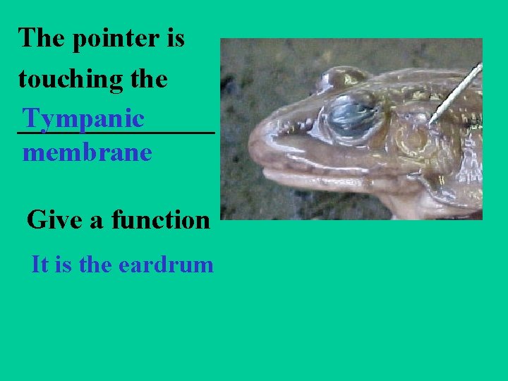 FROG PARTS 3 Tympanic membrane 1 sends messages