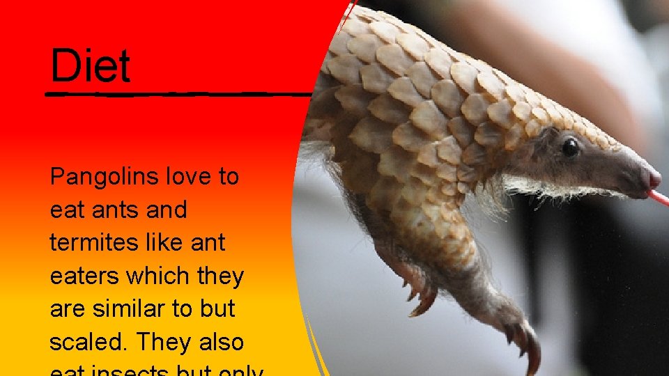 Pangolin A K A scaly anteater Introduction Pangolins