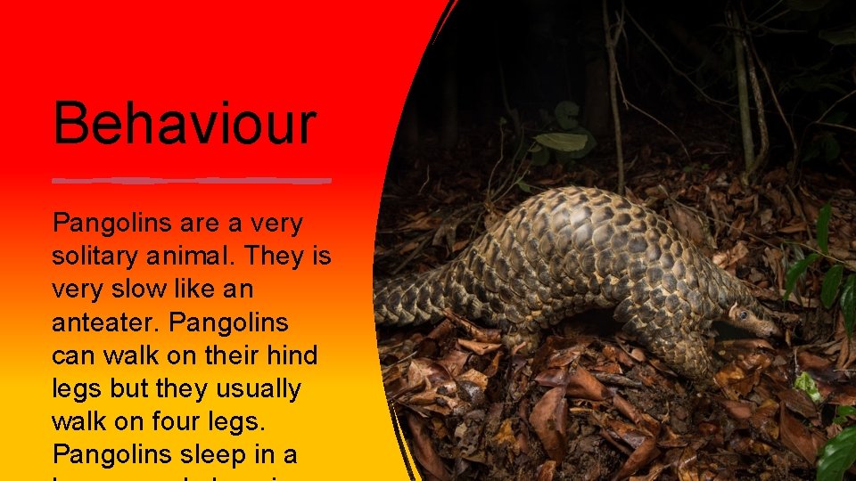 Pangolin A K A scaly anteater Introduction Pangolins