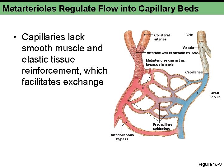 Chapter 15 a Blood Flow and the Control