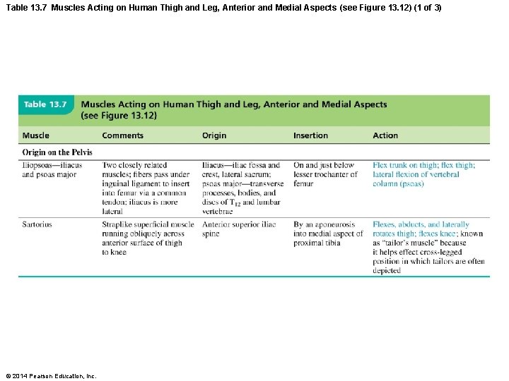 Figure 13 1 Patterns of fascicle arrangement in