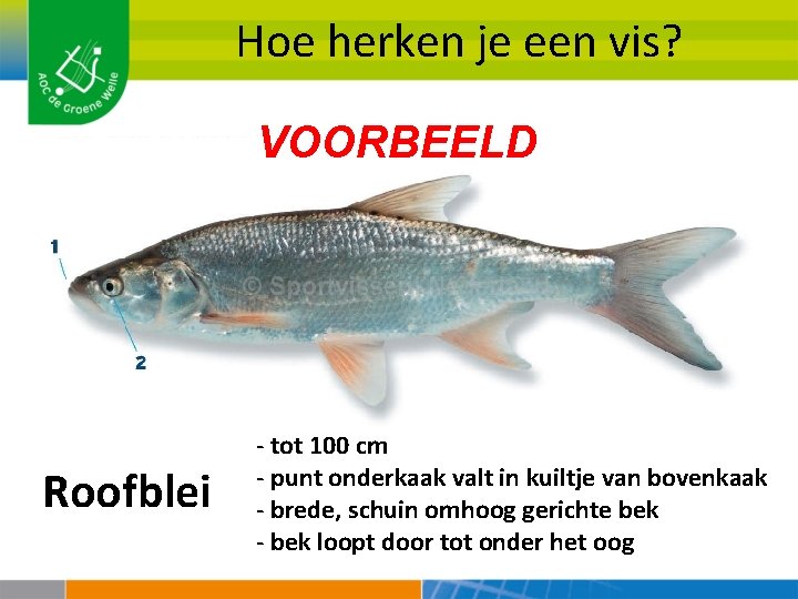 Visherkenning Blok 6 40 zeevissen Zelf aan de