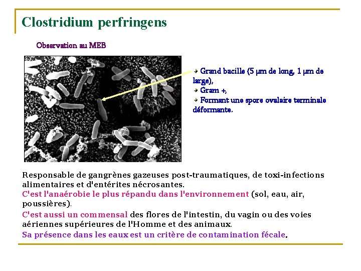 Les anarobies Aspect microscopique Bacilles Gram prsentant une