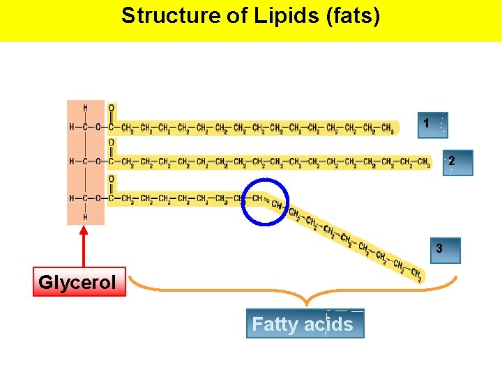 Lipids fats Main Function longterm energy storage 2