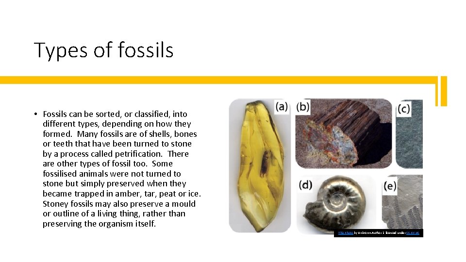 Fossils By Conor Mc Donnell This Photo by