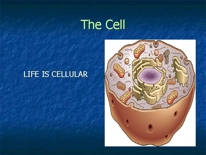 An Introduction to Cells Indicator B 2 1