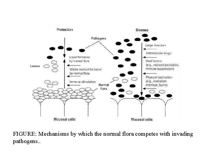 CHAPTER IX NORMAL FLORA ACKNOWLEDGMENT ADDIS ABABA UNIVERSITY
