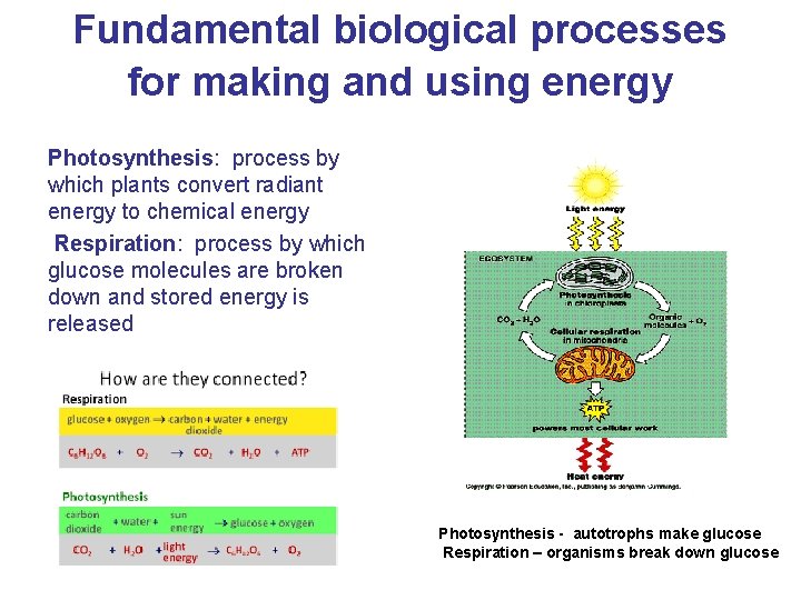 PHOTOSYNTHESIS Fundamental biological processes for making and using