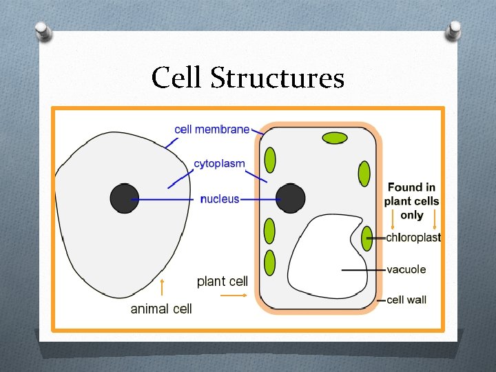 Cells The Basic Units of Life Cell Structures