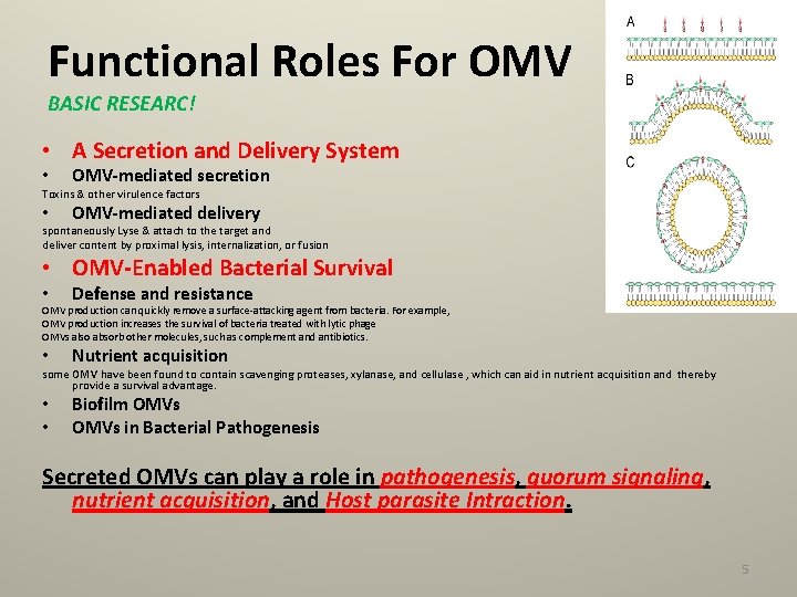 Outer Membrane Vesicle of Bacteria Friend or Foe