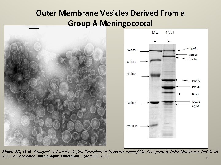 Outer Membrane Vesicle of Bacteria Friend or Foe