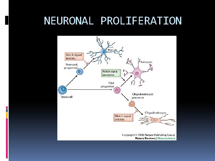 CONGENITAL MALFORMATIONS OF BRAIN AND SKULL PART1 Dr