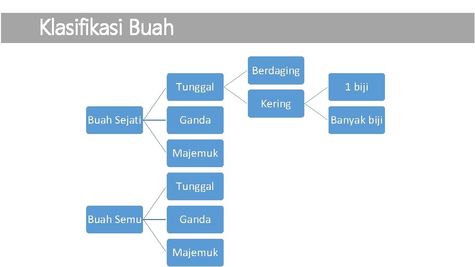 Sekolah Tinggi Farmasi Muhammadiyah Tangerang MORFOLOGI BUAH Arini