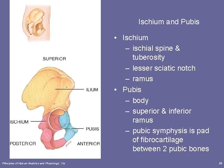 Chapter 8 The Skeletal System Appendicular Skeleton Lecture