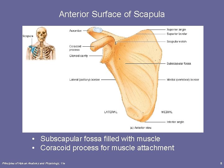 Chapter 8 The Skeletal System Appendicular Skeleton Lecture