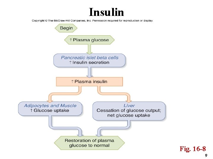 Chapter 16 Lecture Outline Regulation of Organic Metabolism