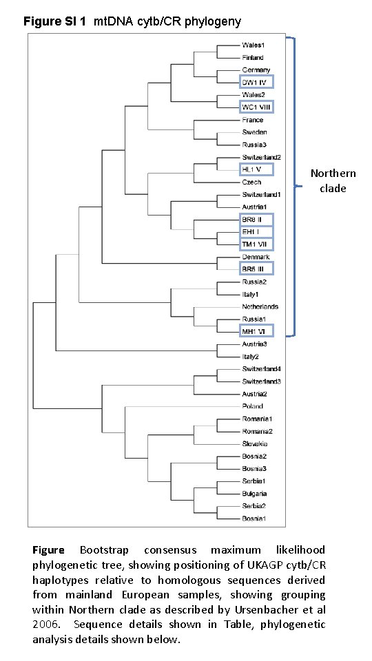 Figure SI 1 mt DNA cytbCR phylogeny Northern