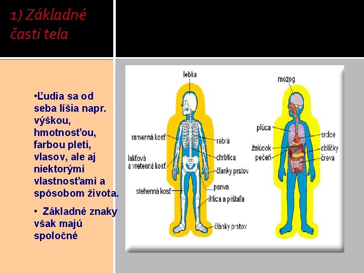 Stavba udskho tela Vlastiveda 6 ronk lovek Zkladn