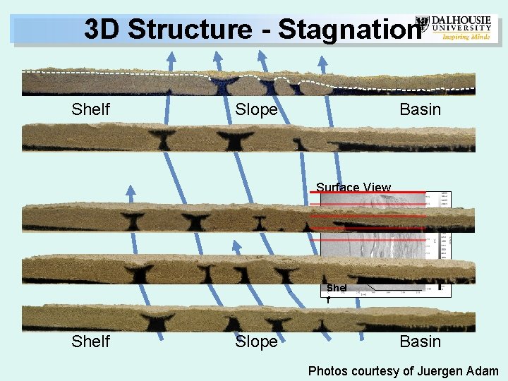 Modelling Salt Tectonics and Sedimentary Basin Evolution at