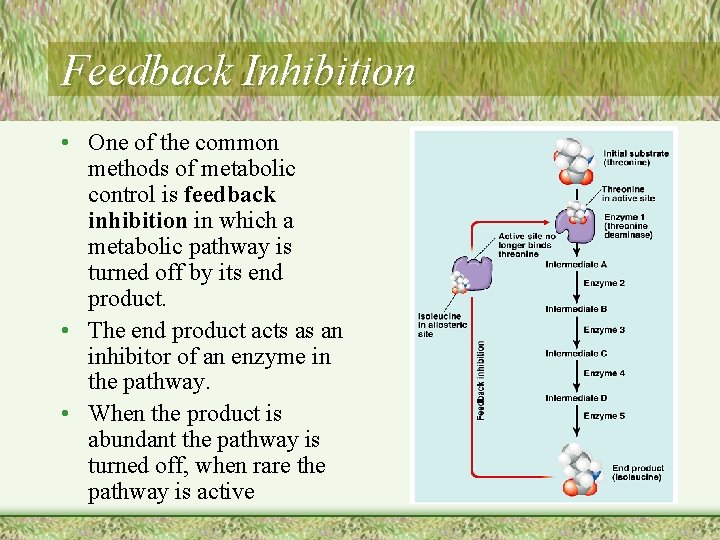Chapter 6 An Introduction to Metabolism MetabolismBioenergetics Metabolism