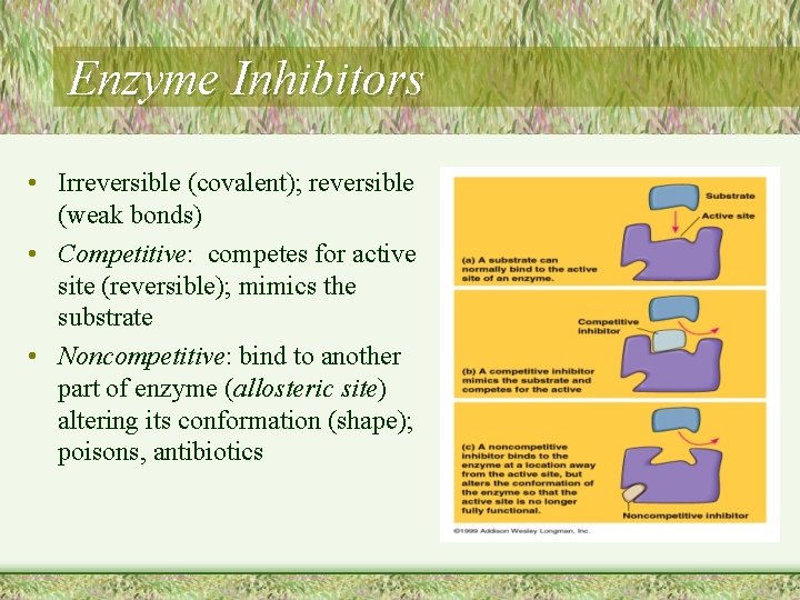 Chapter 6 An Introduction to Metabolism MetabolismBioenergetics Metabolism