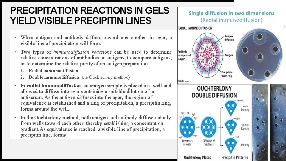 ANTIGENANTIBODY INTERACTION PART II IMMUNOPRECIPITATION AGGLUTINATION ...