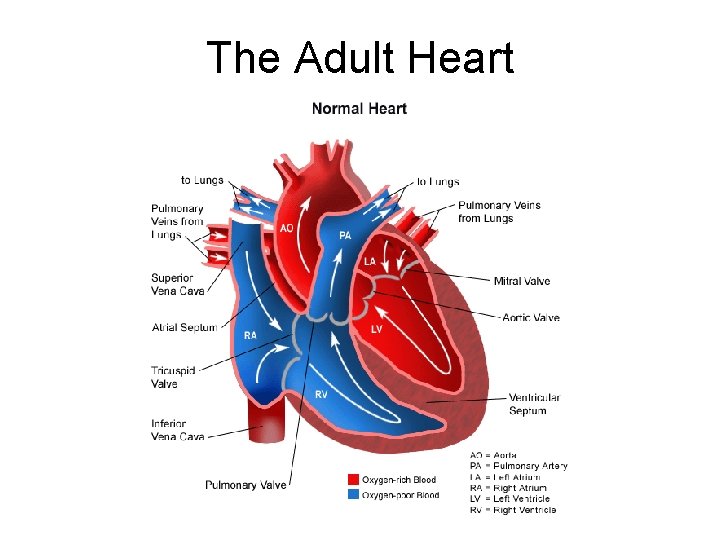 Cardiorespiratory Changes After Birth Dr Harold Helbock Generic