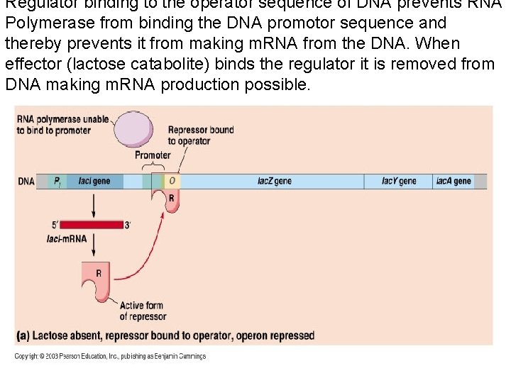 Enzyme production in prokaryotes bacteria is a model