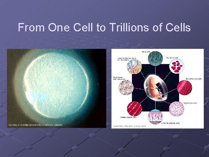 Cell Division Mitosis Think About This All living