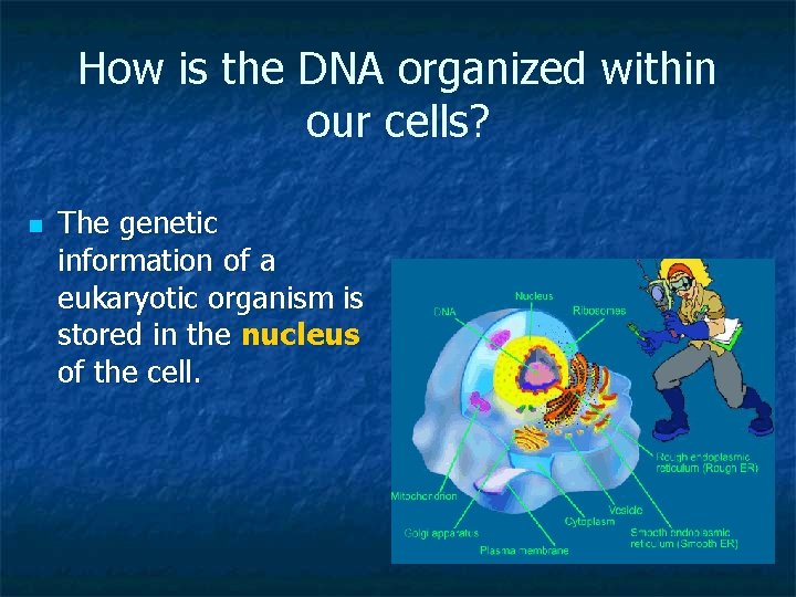 The Cell Cycle Mitosis Cell Division Omnis cellula