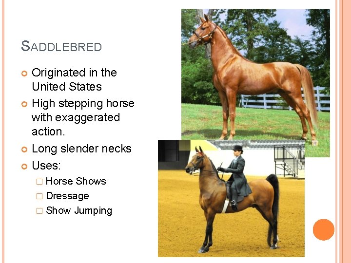 HORSE BREEDS Vet Science APPALOOSA Originated in the