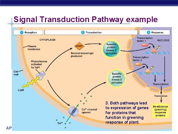 Chapter 39 Plant Response to Stimuli AP Biology