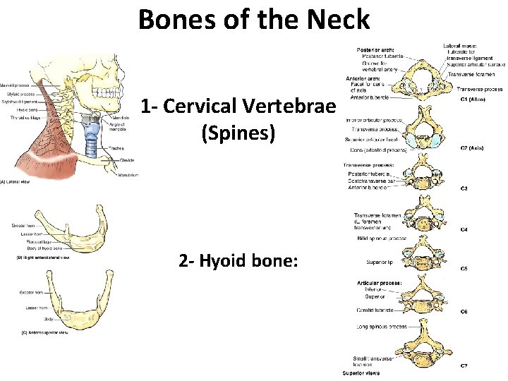 The Cranial Cavity Vault Sutures Coronal Sagittal Lambdoid