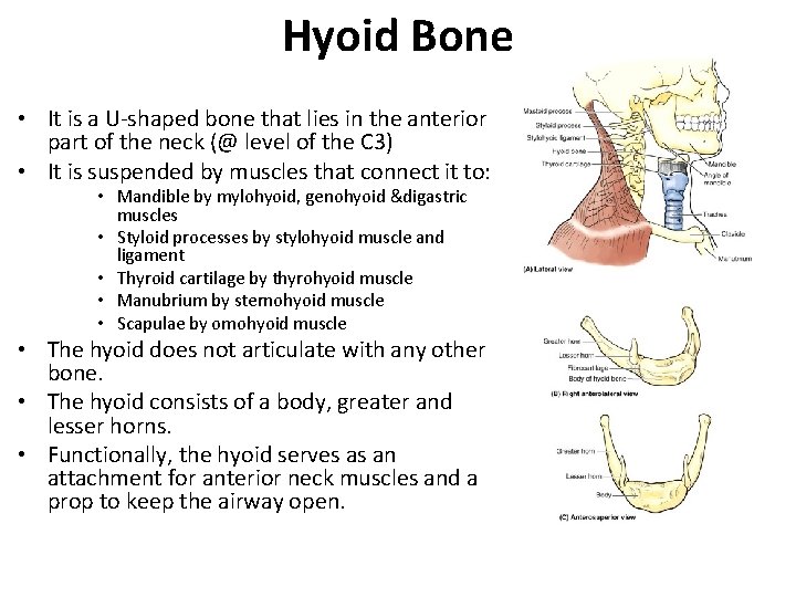 The Cranial Cavity Vault Sutures Coronal Sagittal Lambdoid