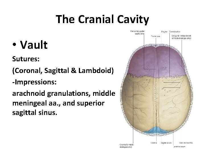 The Cranial Cavity Vault Sutures Coronal Sagittal Lambdoid