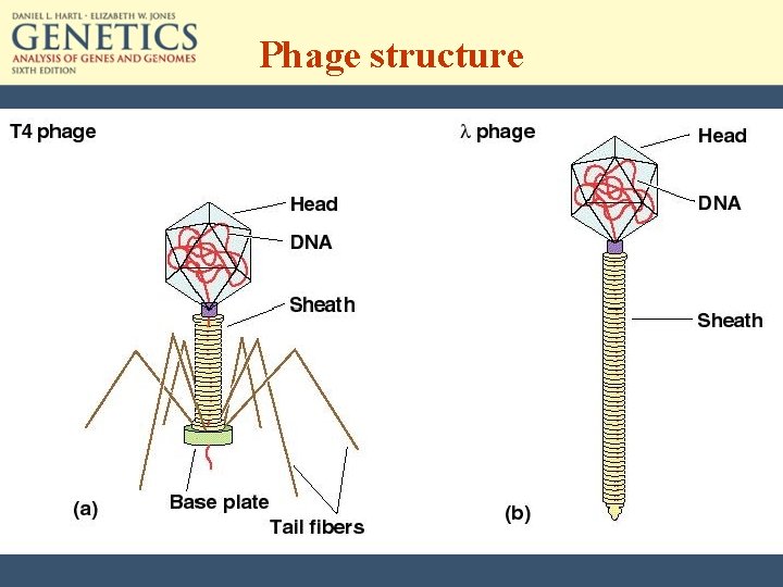 Chapter 9 Genetics of Bacteria and Their Viruses