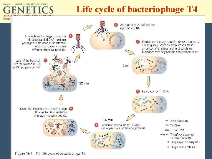 Chapter 9 Genetics of Bacteria and Their Viruses